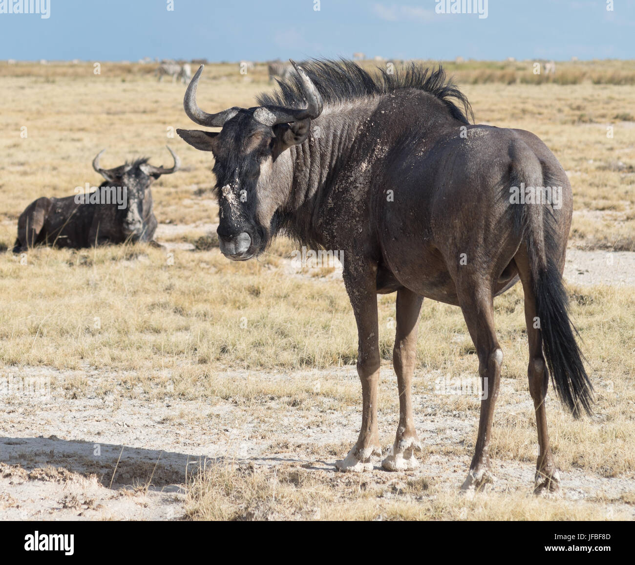 Gnu running hi-res stock photography and images - Alamy