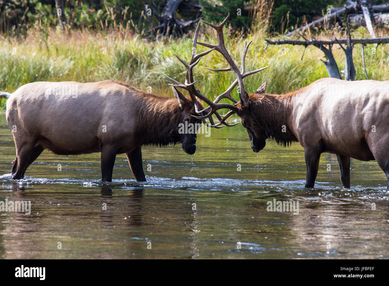 Struggling elk bulls 51 Stock Photo - Alamy