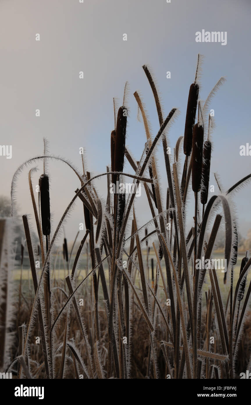 Typha latifolia, Bulrush, White Frost Stock Photo - Alamy