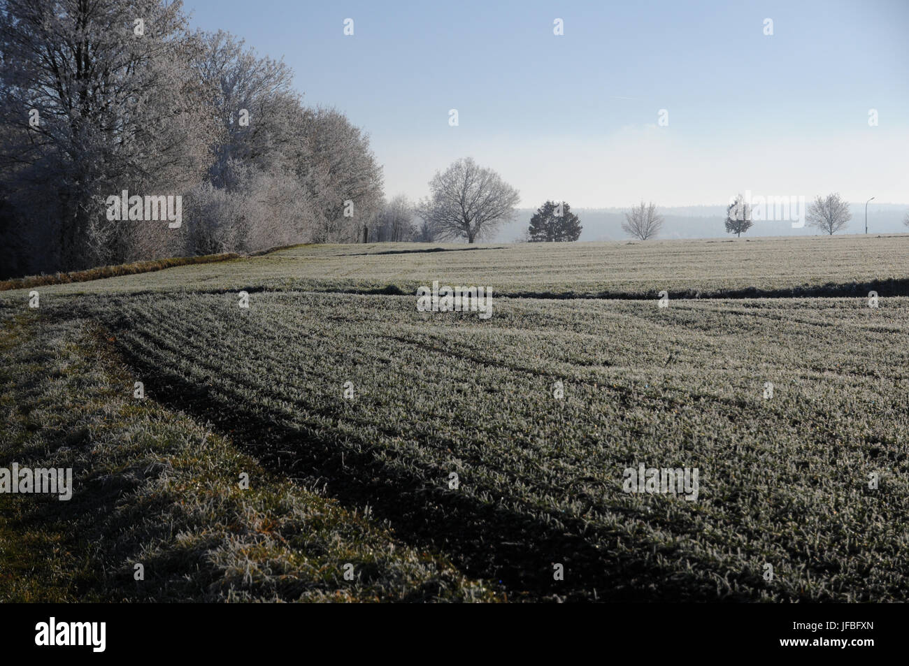 Winter Crop, White Frost, Fog Stock Photo - Alamy