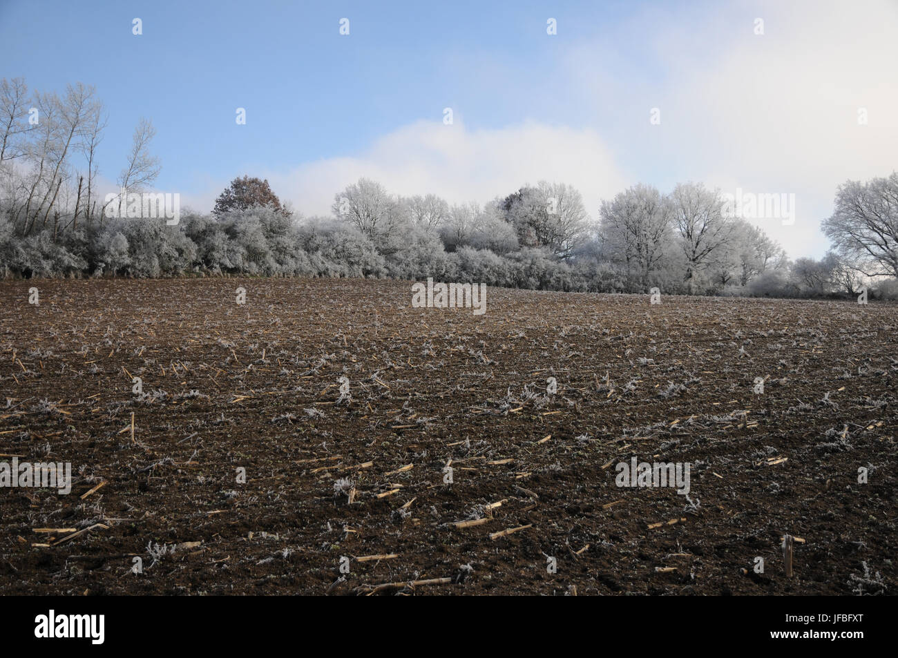 White Maize High Resolution Stock Photography and Images - Alamy
