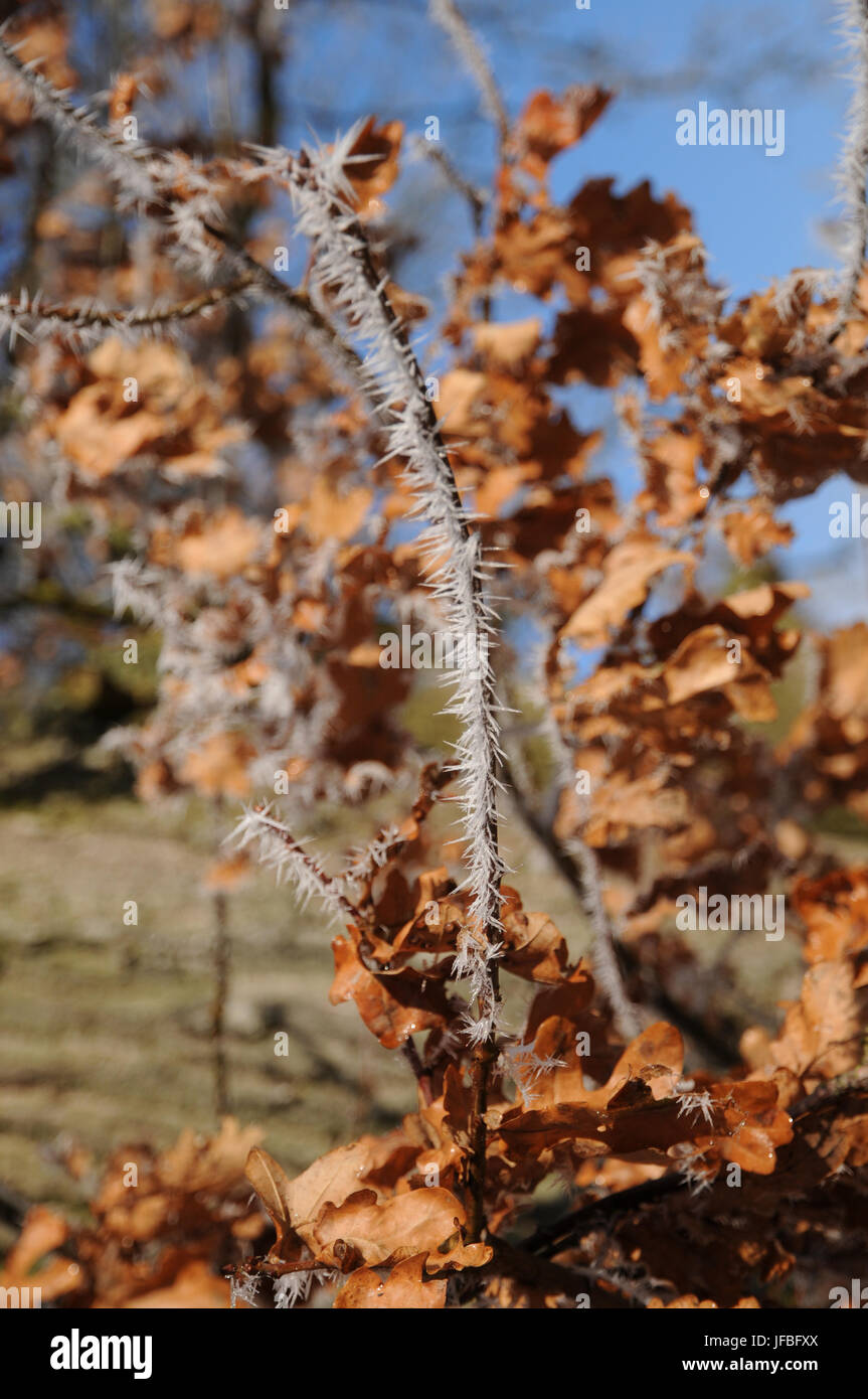 Quercus robur, German Oak, White Frost, Ice Stock Photo - Alamy
