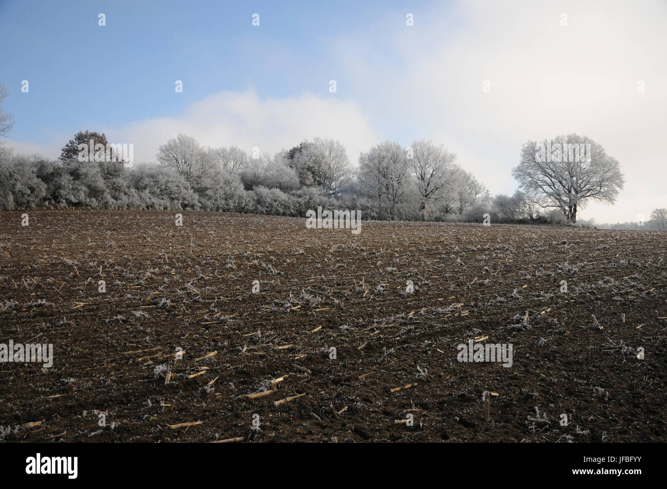 White maize hi-res stock photography and images - Alamy