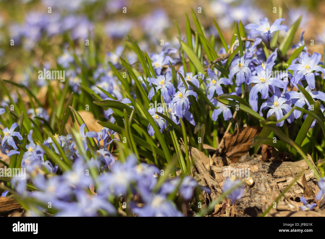Shallow depth of field photo of a patch of blue glory of the snow ...