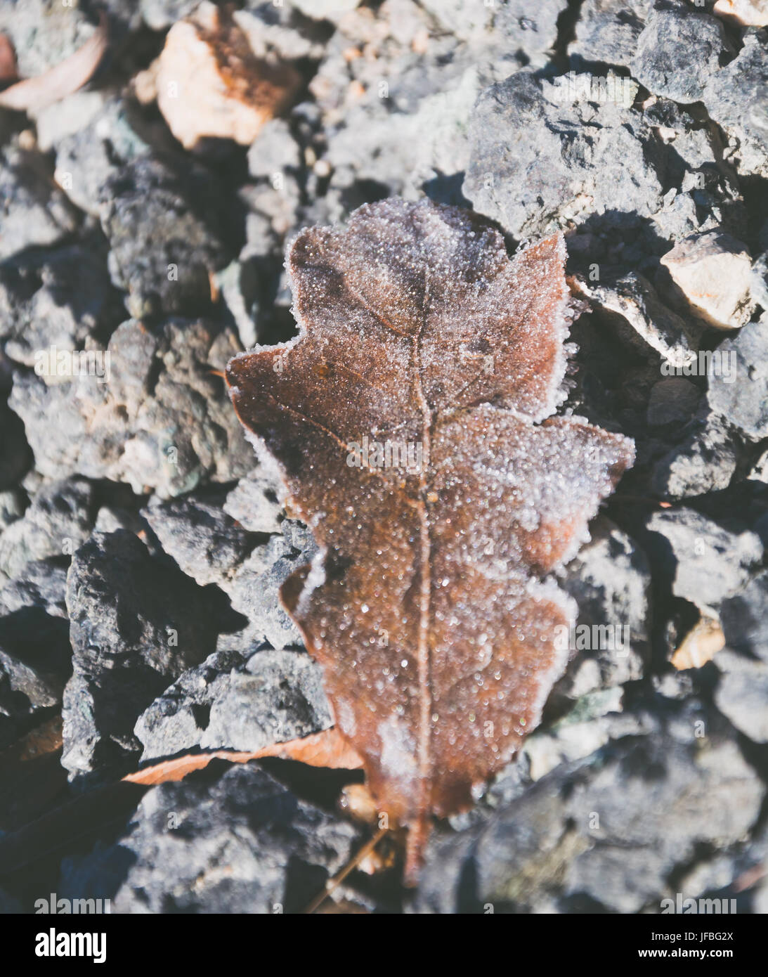 Frozen oak hi-res stock photography and images - Alamy