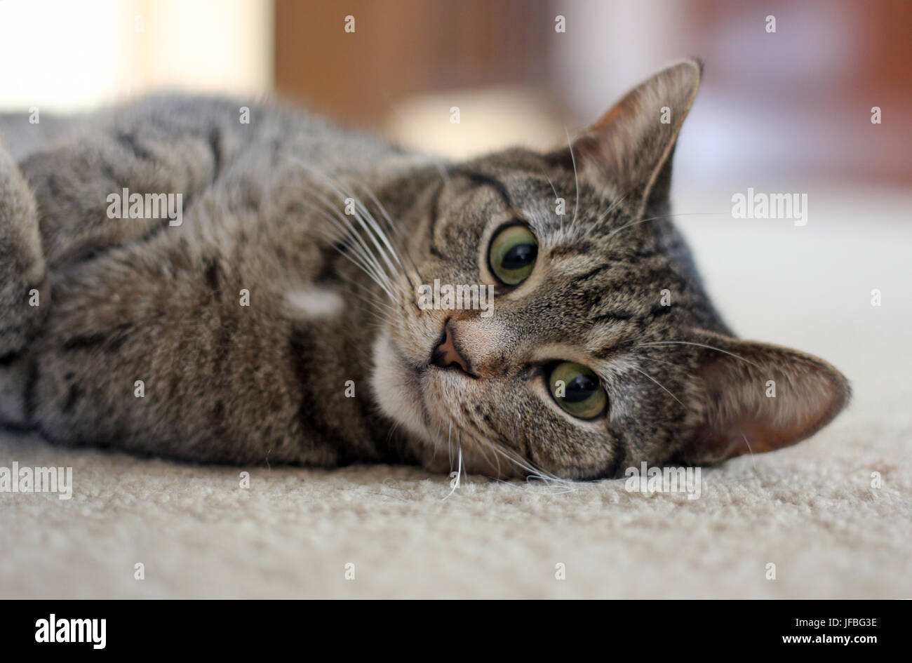 Relaxed kitty hi-res stock photography and images - Alamy