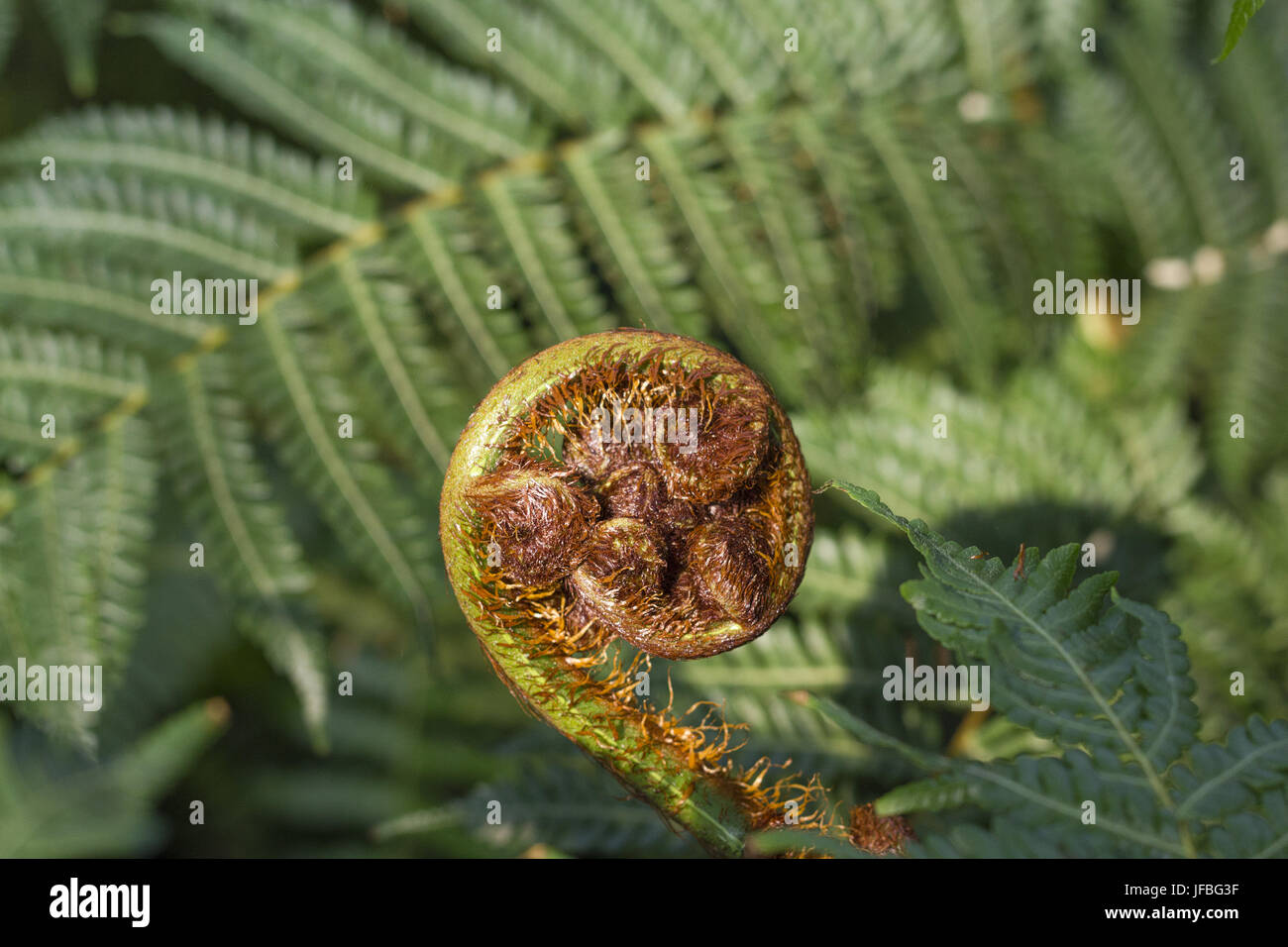 Fiddlehead hi-res stock photography and images - Alamy