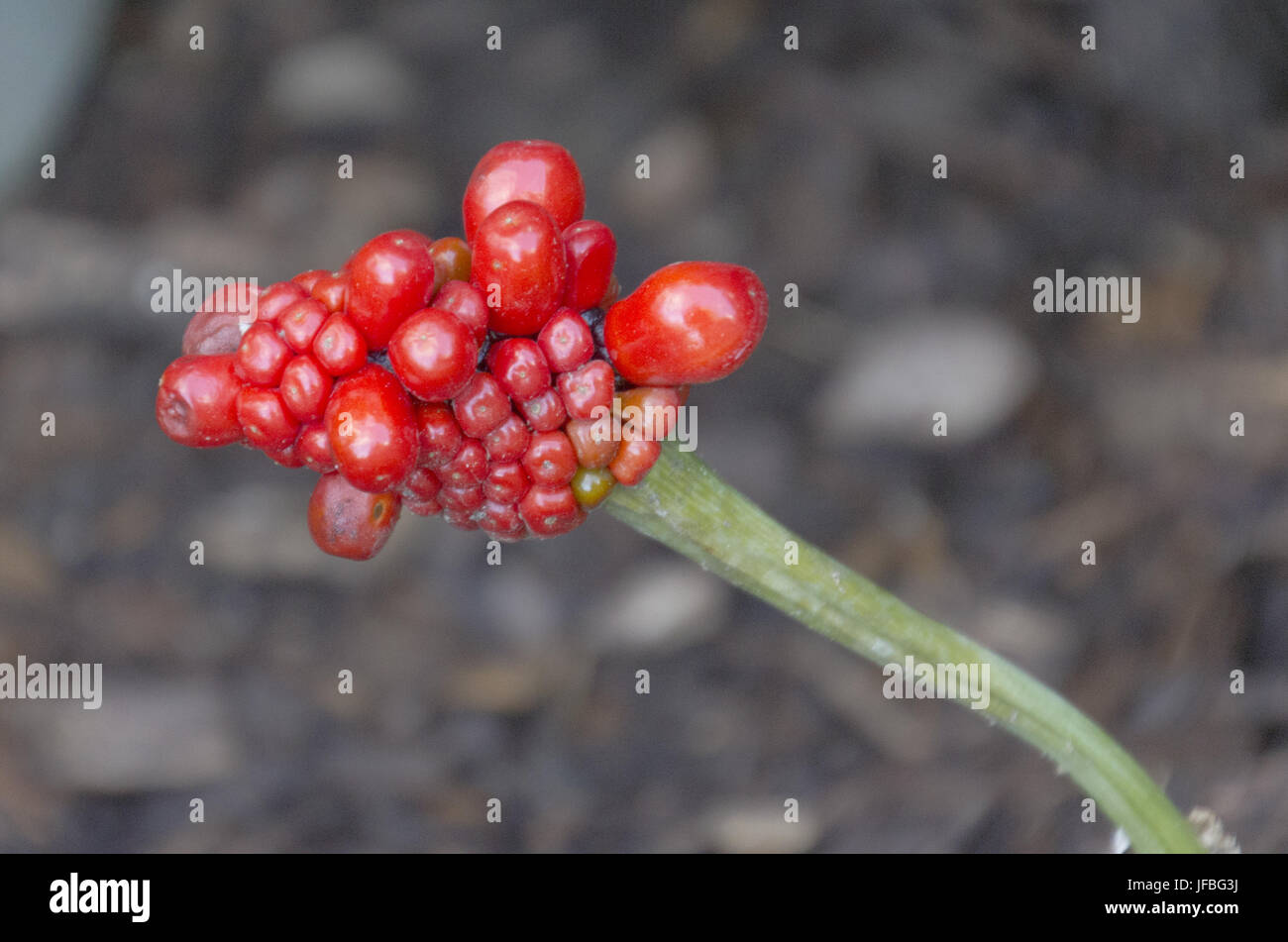 Grouping Cluster High Resolution Stock Photography and Images - Alamy