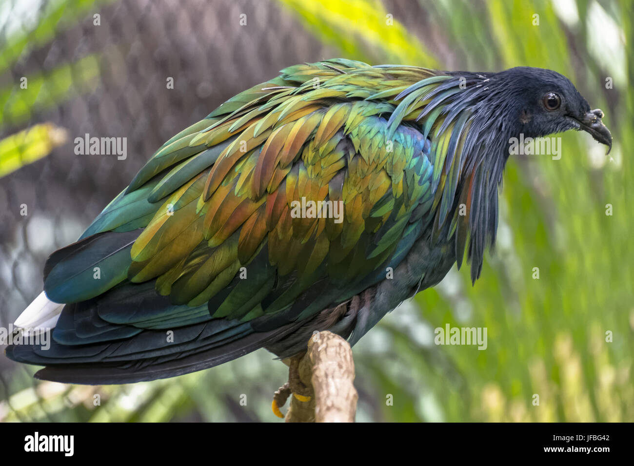 Rainbow pigeon hi-res stock photography and images - Alamy