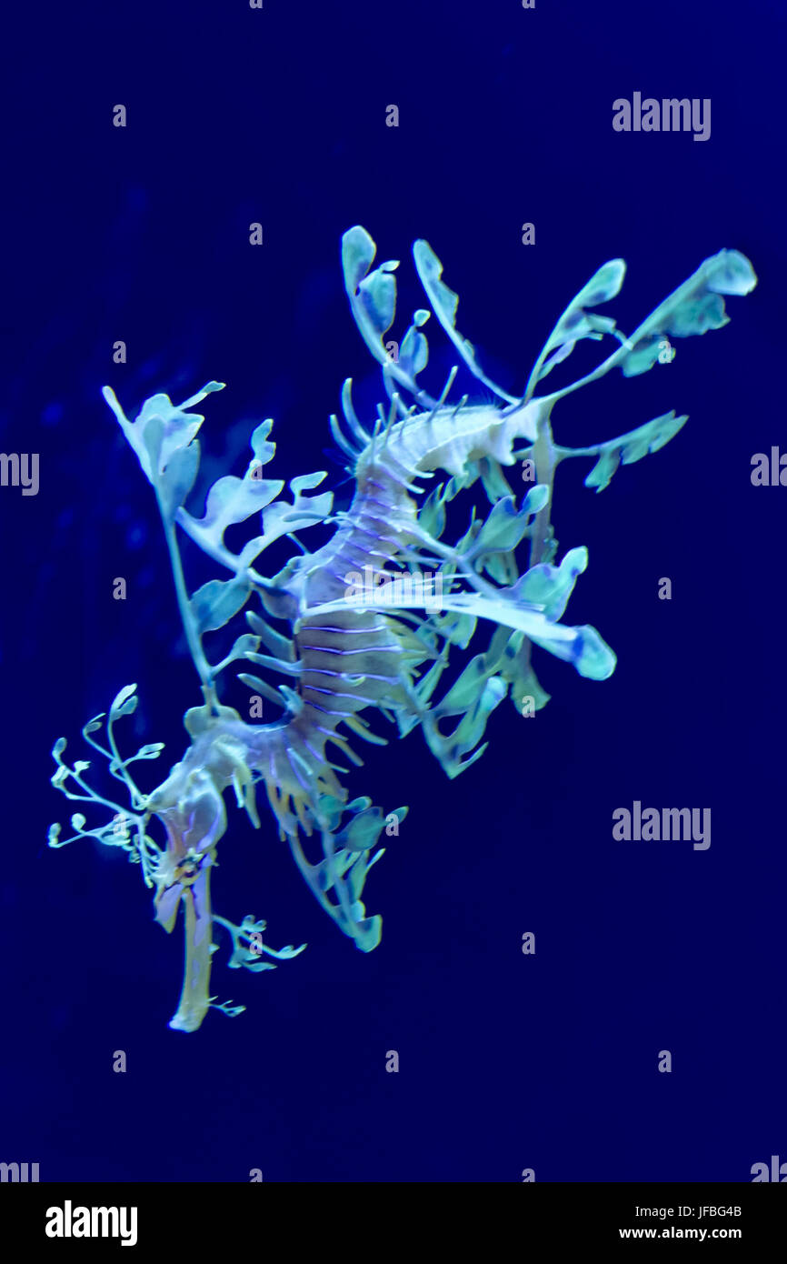 Blue dragon sea hi-res stock photography and images - Alamy