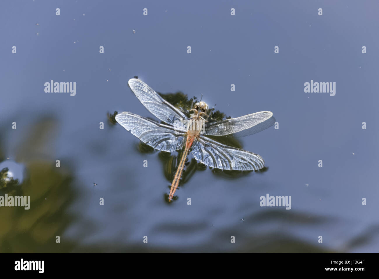Dead dragonfly hi-res stock photography and images - Alamy