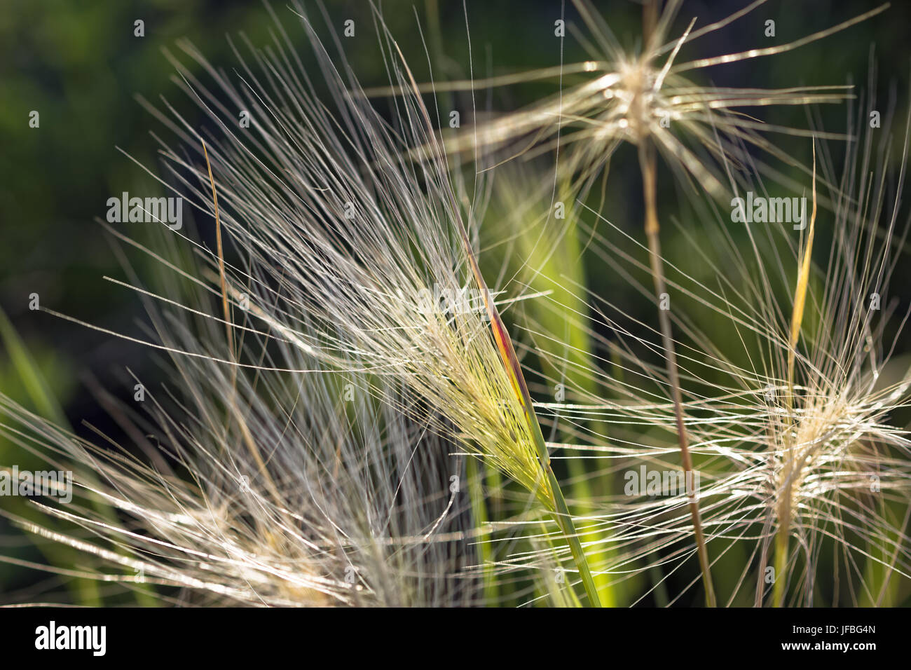 Wispy grass hi-res stock photography and images - Alamy