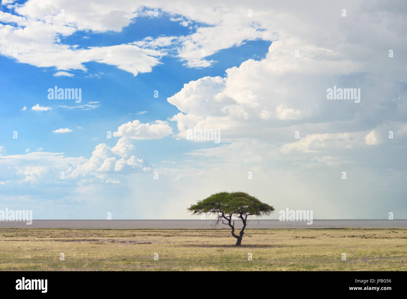 African landscape beautiful acacia trees hi-res stock photography and ...