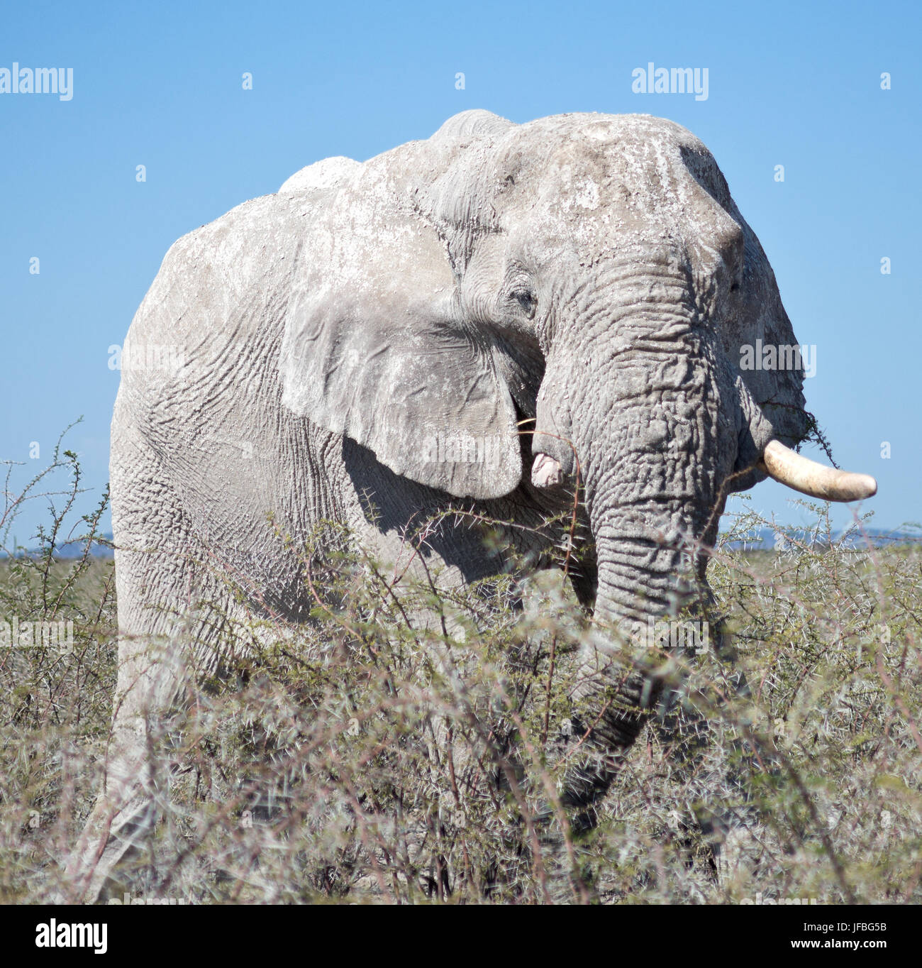 Elephant ivory business hi-res stock photography and images - Alamy