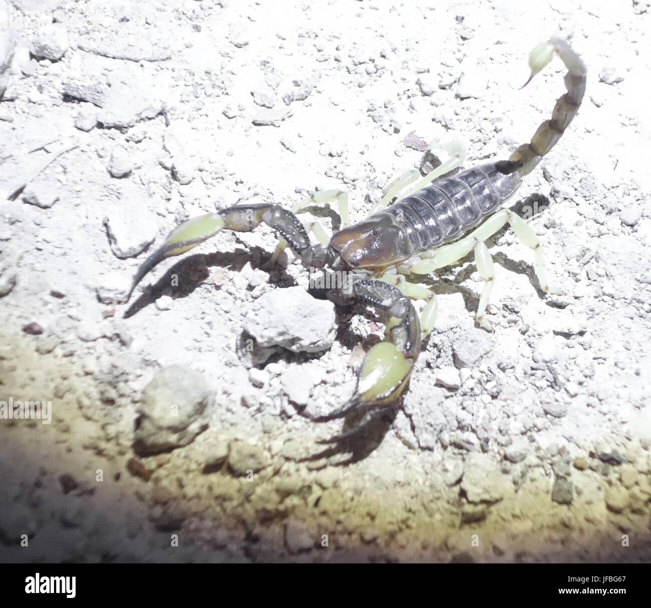 Scorpio legs hi-res stock photography and images - Alamy