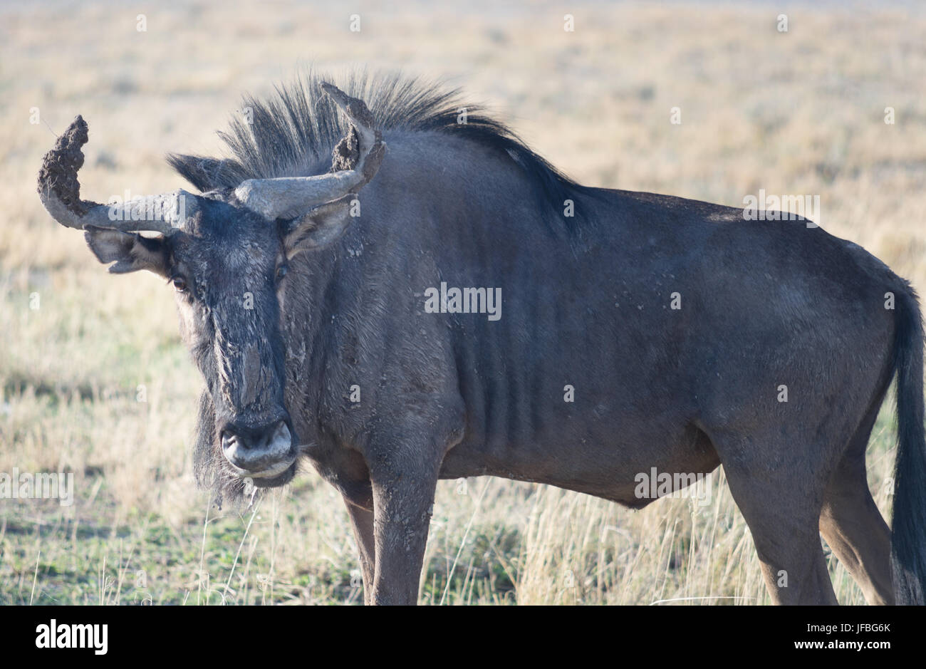 Gnu running hi-res stock photography and images - Alamy