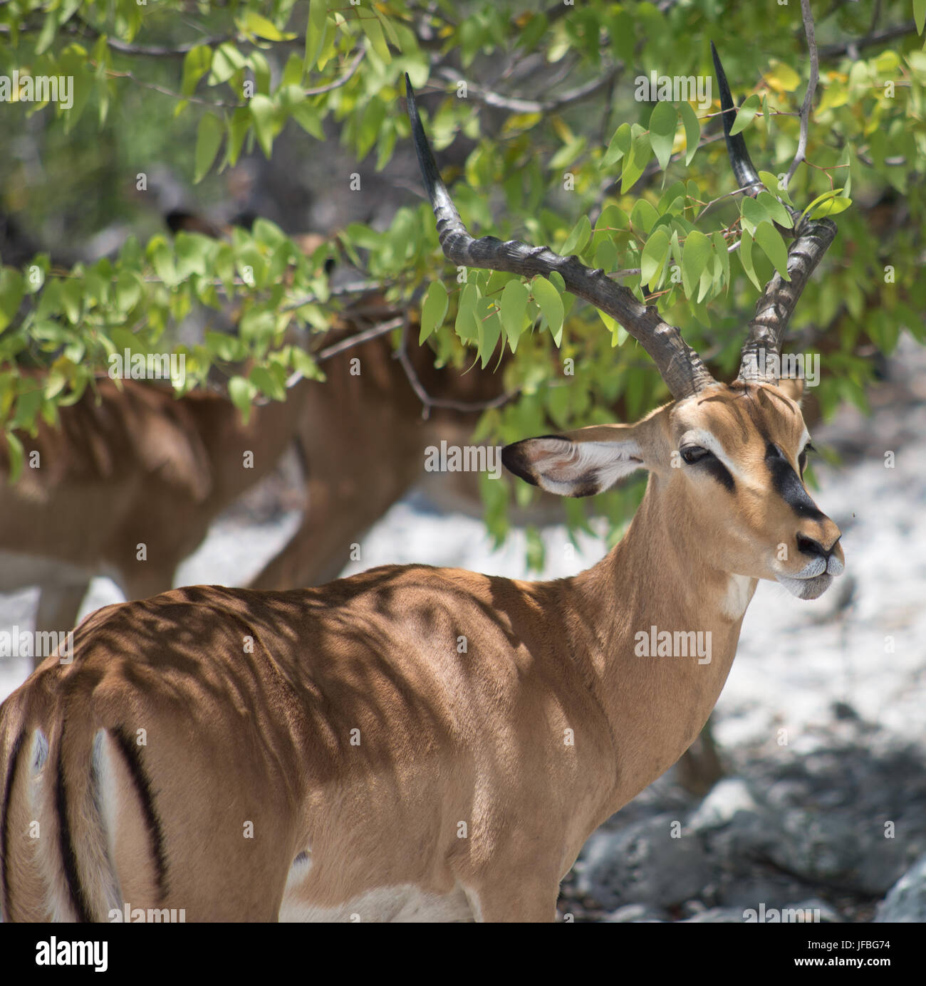 The springbok and the impala hi-res stock photography and images - Alamy