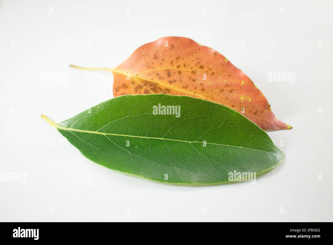 Close up Leaf of Cinnamomum camphora tree on white background Stock ...