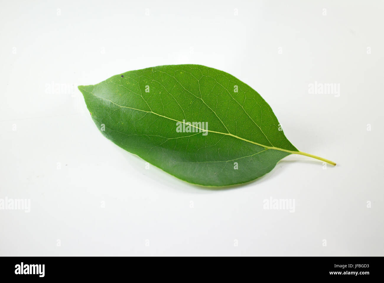 Close up Leaf of Cinnamomum camphora tree on white background Stock ...