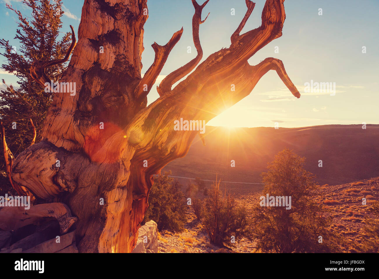 Twisted white pine tree growing hi-res stock photography and images - Alamy