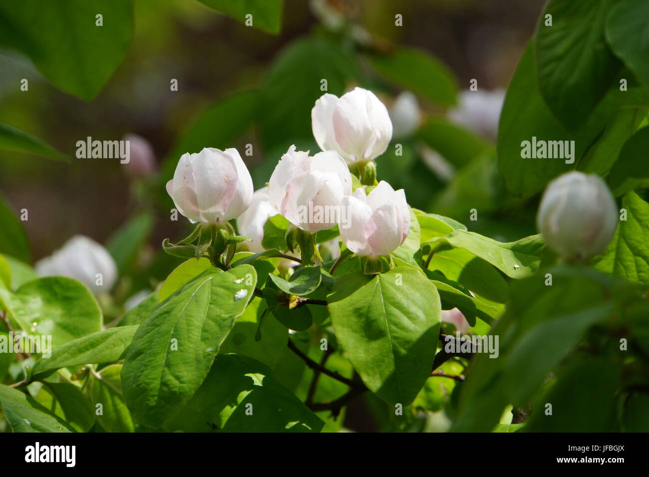 Magnolia (Magnolia spp Stock Photo - Alamy