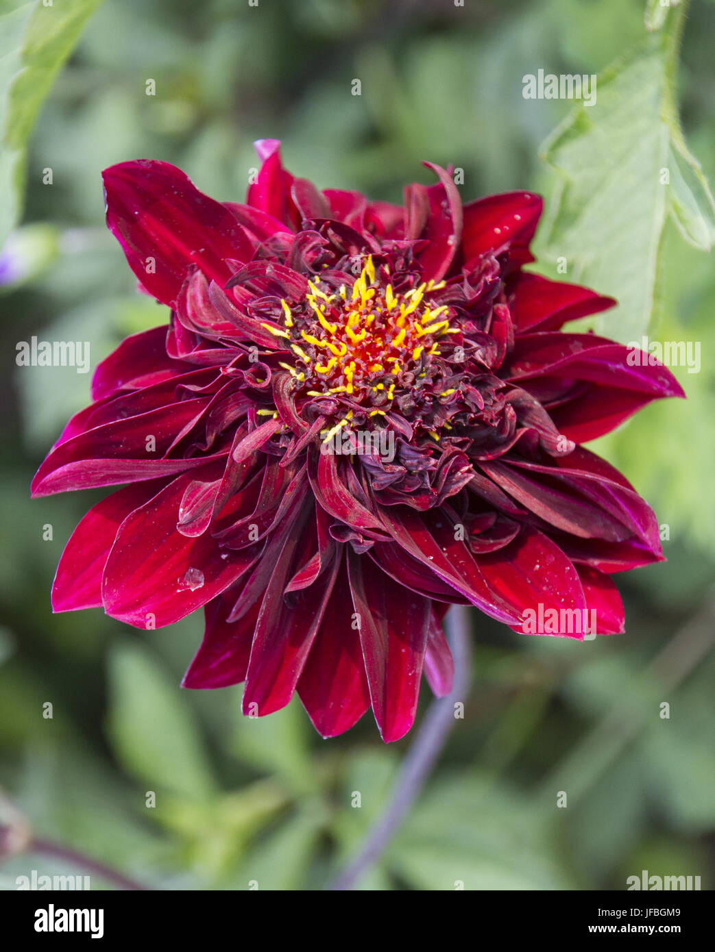 Bloom red hi-res stock photography and images - Alamy