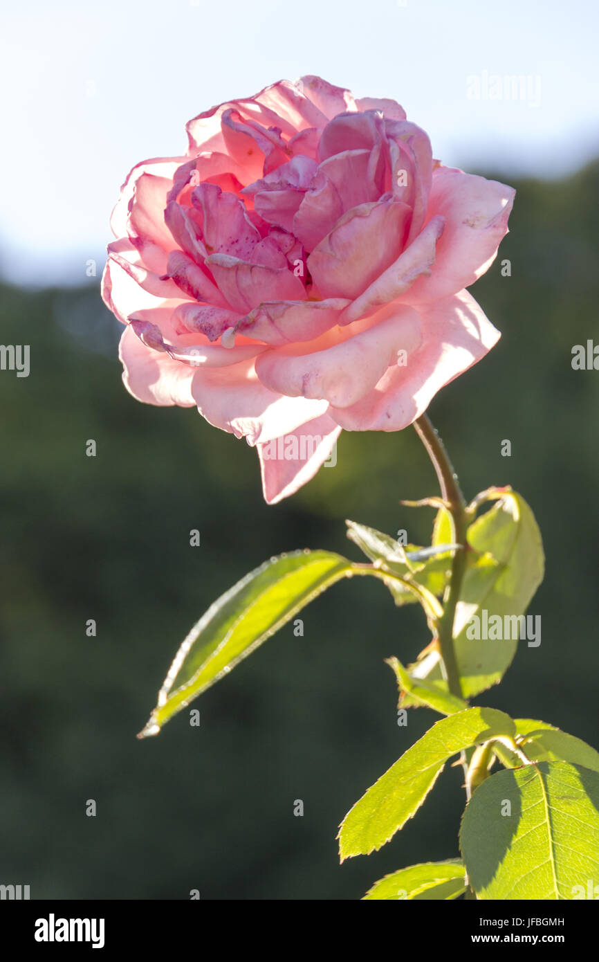 Pink Rose In Sunshine Stock Photo - Alamy