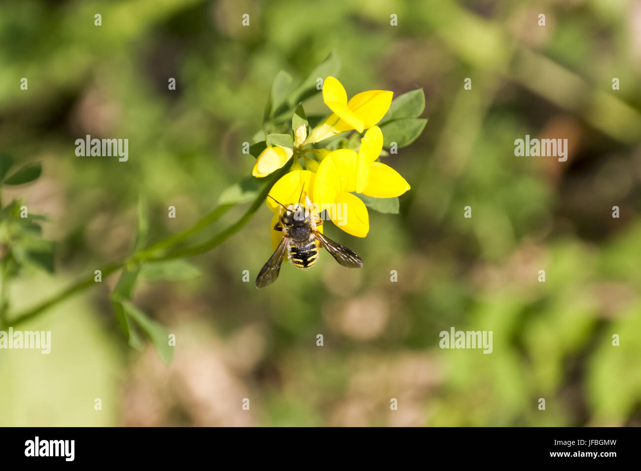 Bee resting on a yellow flower Stock Photo - Alamy