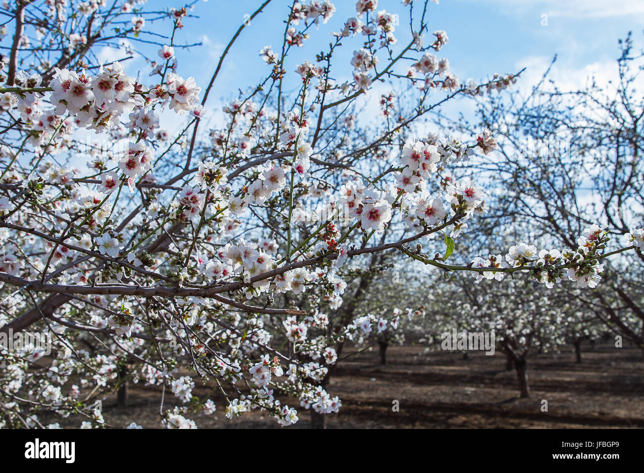 Almond flower trees at spring Stock Photo - Alamy