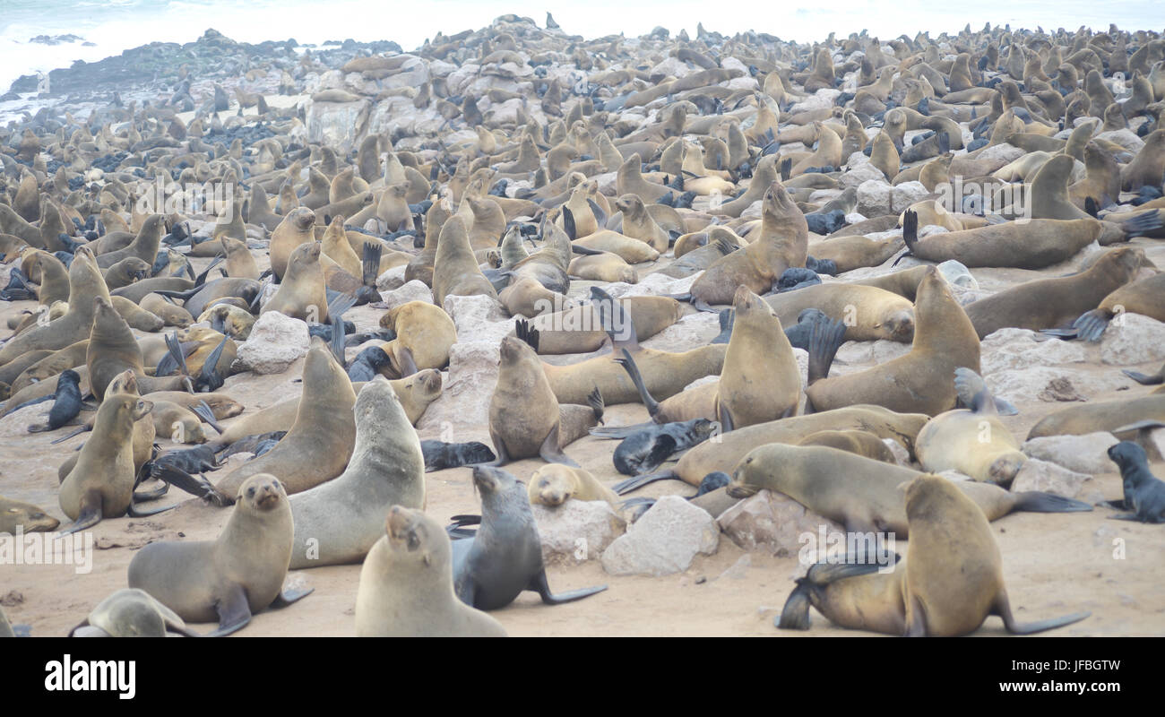 Young cape fur seals hi-res stock photography and images - Alamy