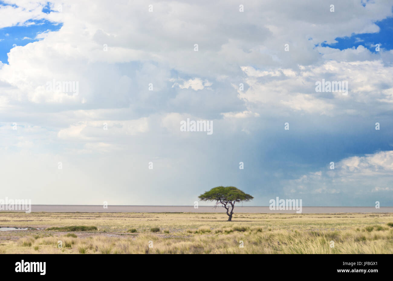 African landscape beautiful acacia trees hi-res stock photography and ...