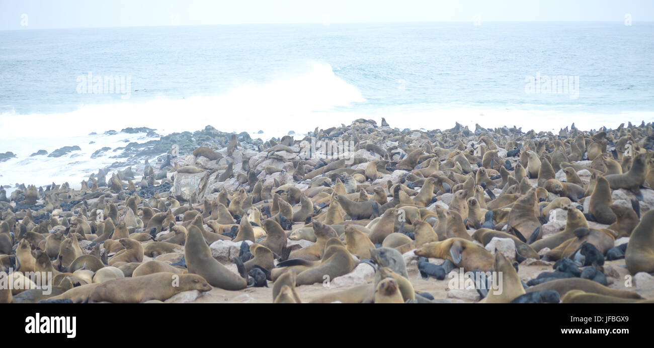 Seals at Cape Cross Stock Photo - Alamy