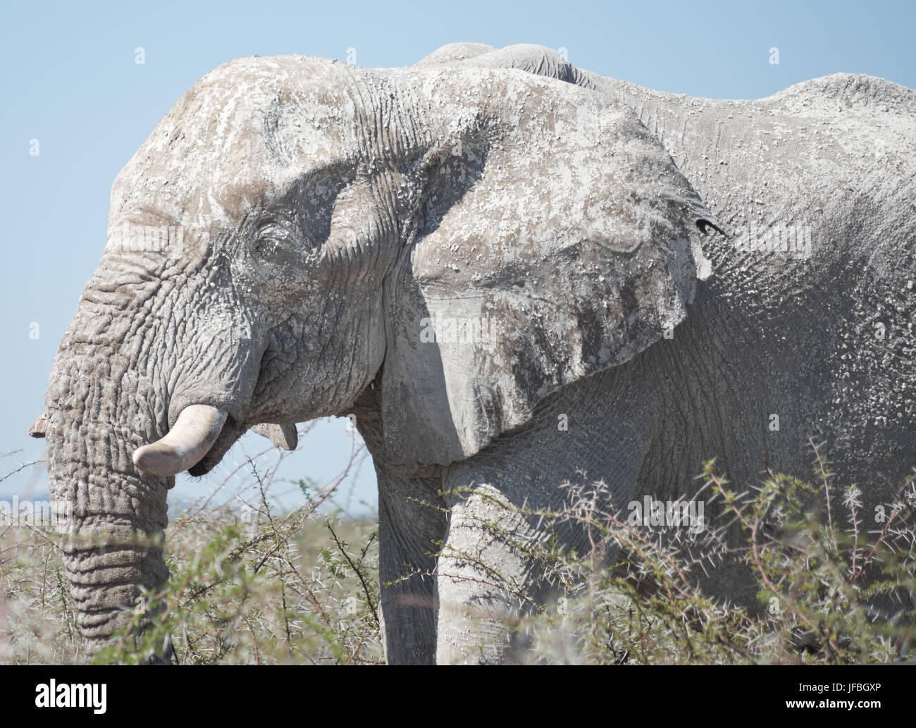 Old elephant hi-res stock photography and images - Alamy
