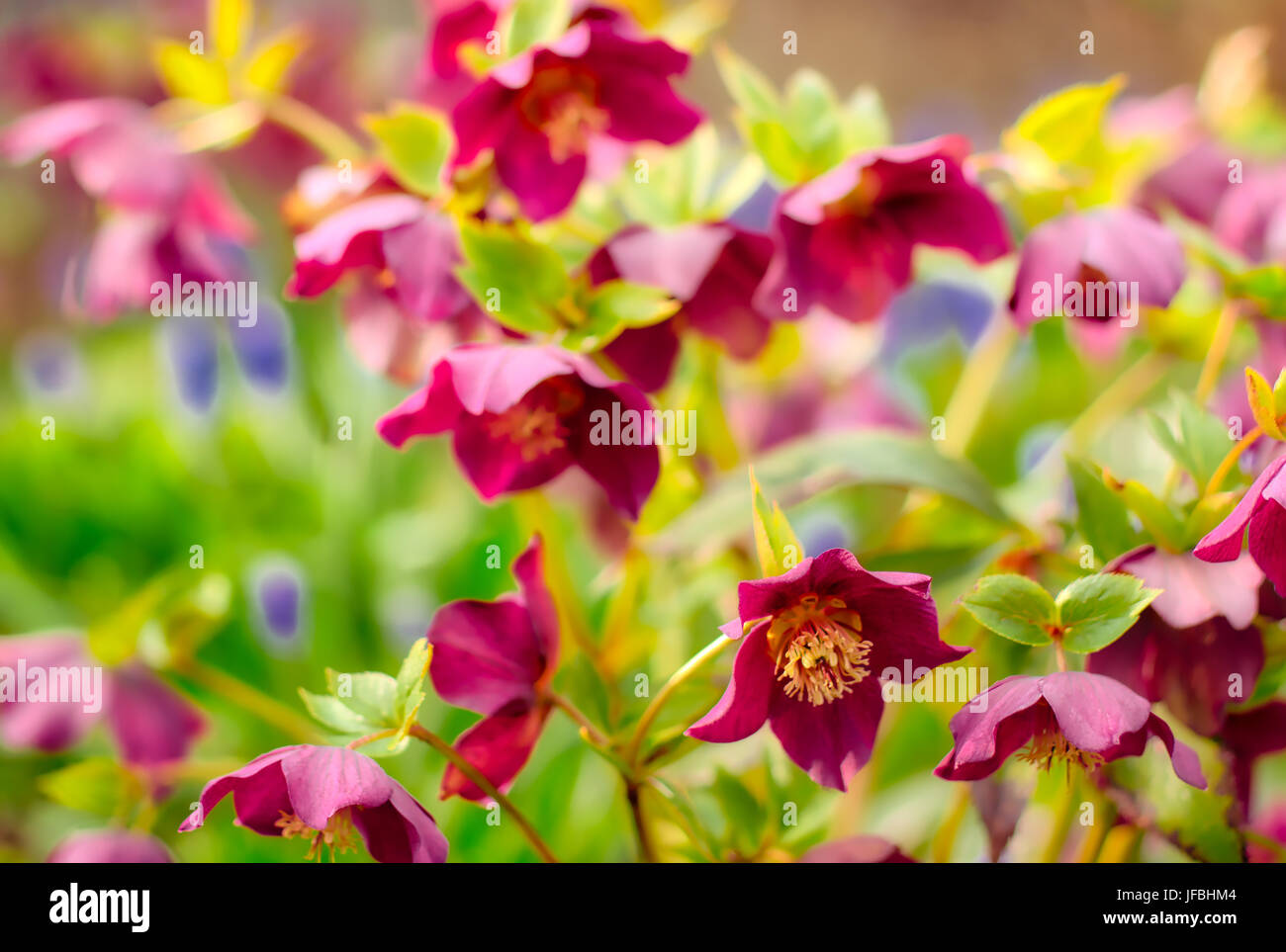 Rot pink hi-res stock photography and images - Alamy