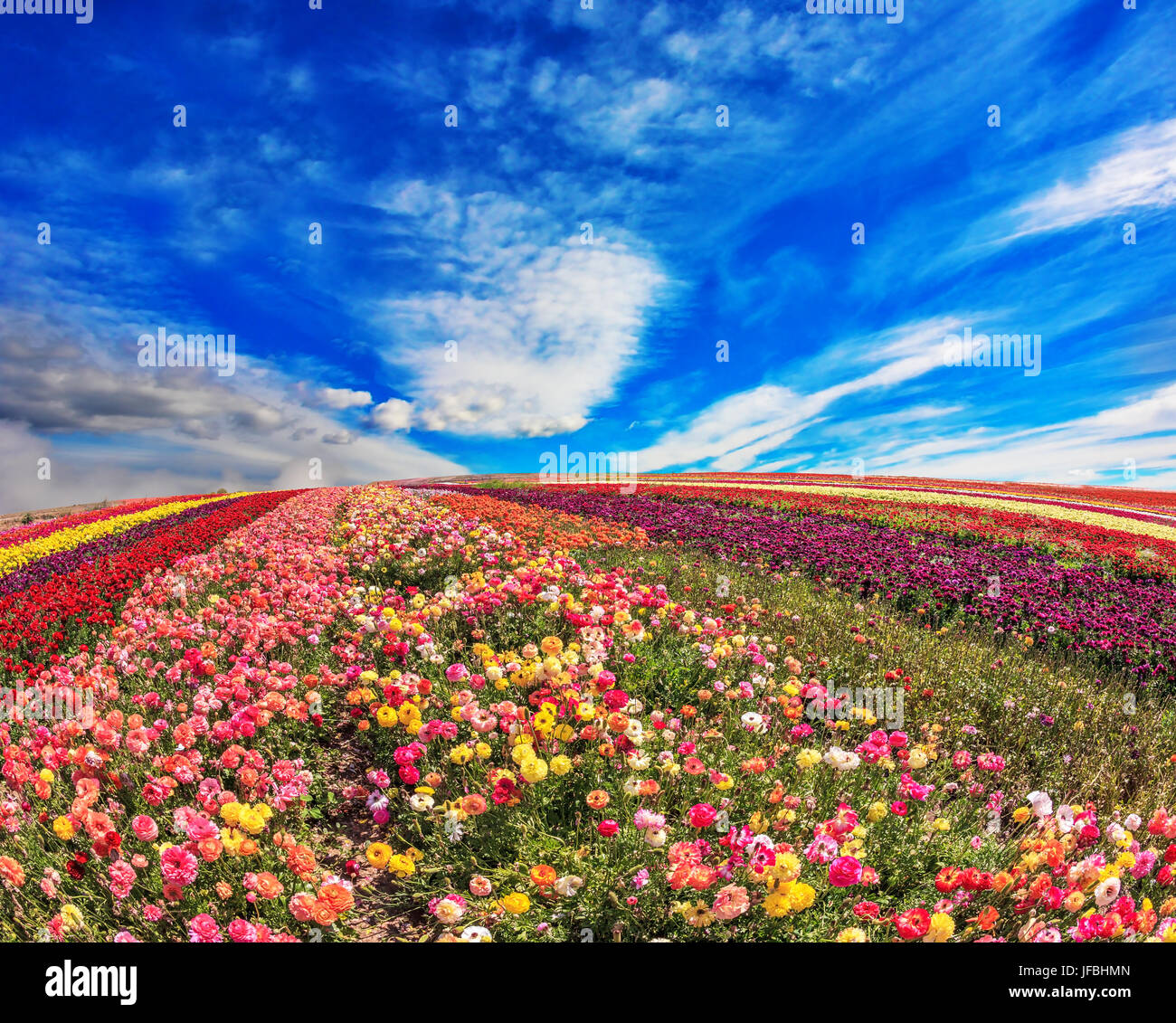 The field of ranunculus on spring day Stock Photo - Alamy