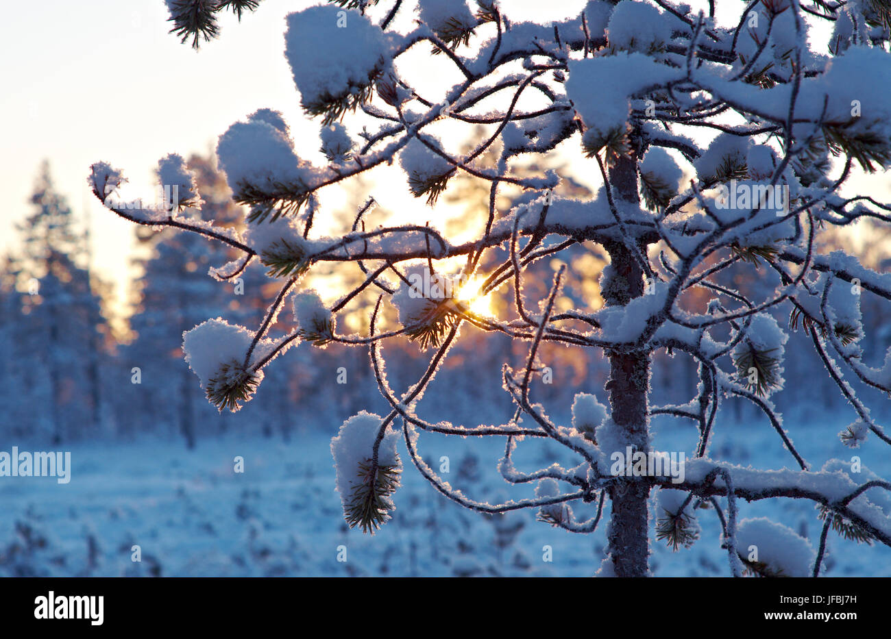 Winter snowy forest at sunset Stock Photo - Alamy