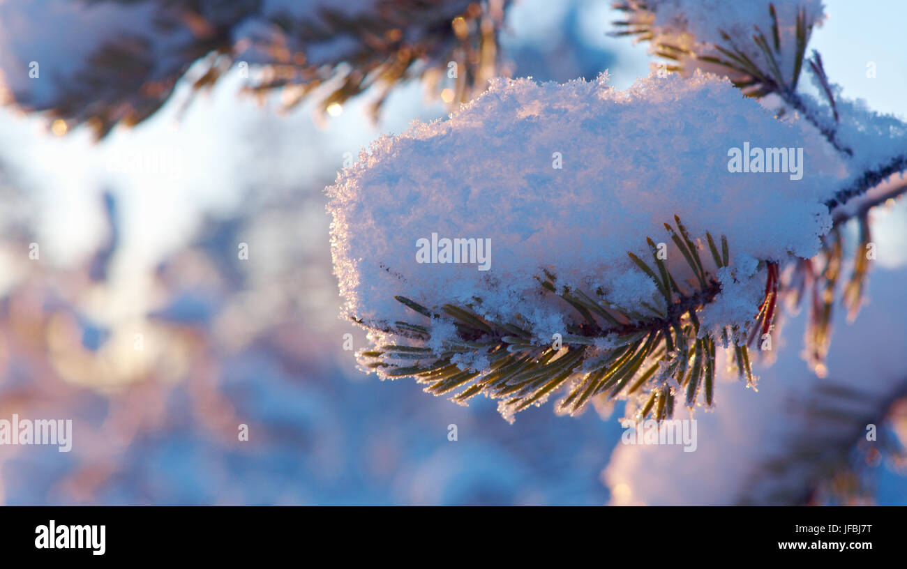 Winter snowy forest at sunset Stock Photo - Alamy