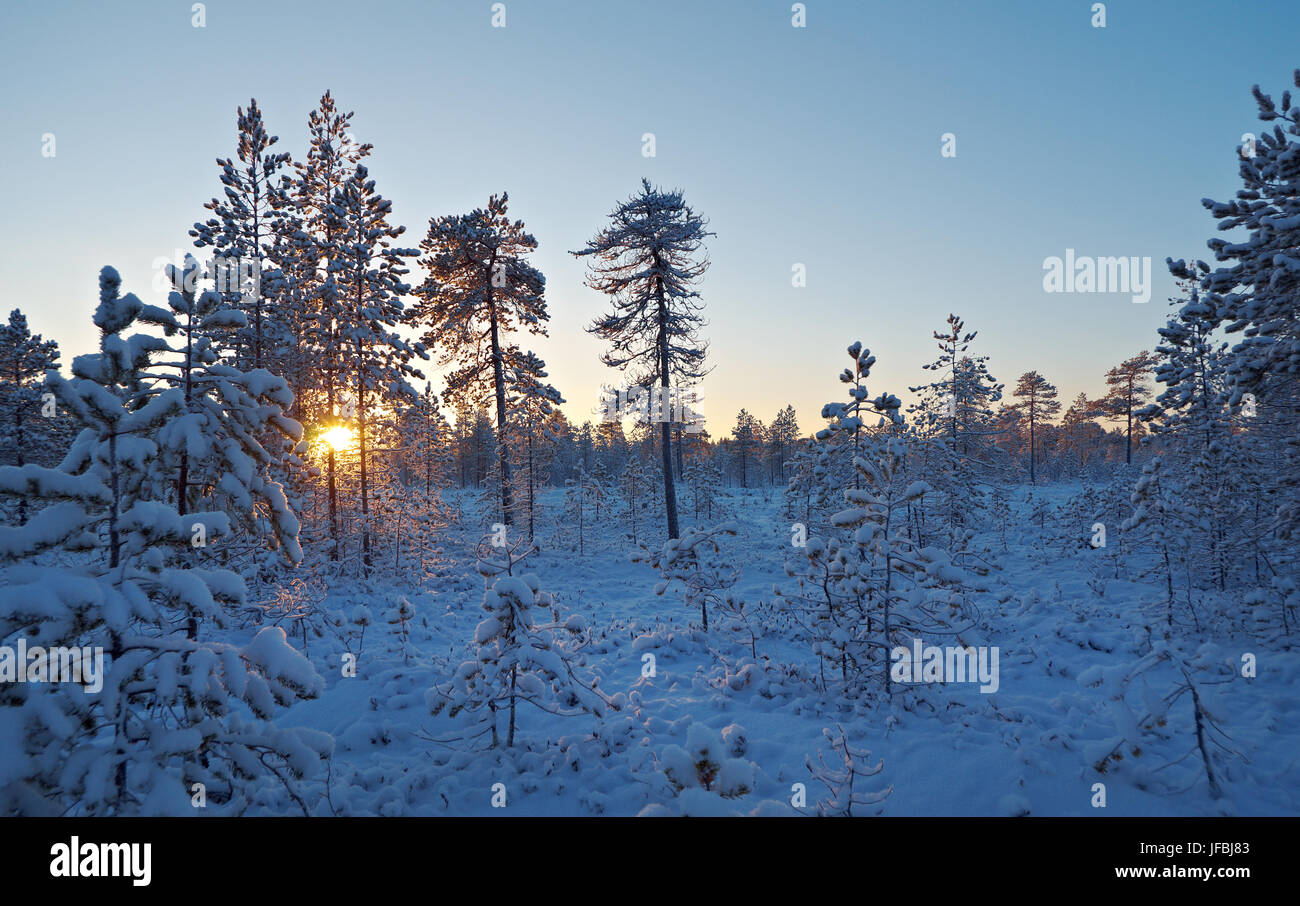 Winter snowy forest at sunset Stock Photo - Alamy