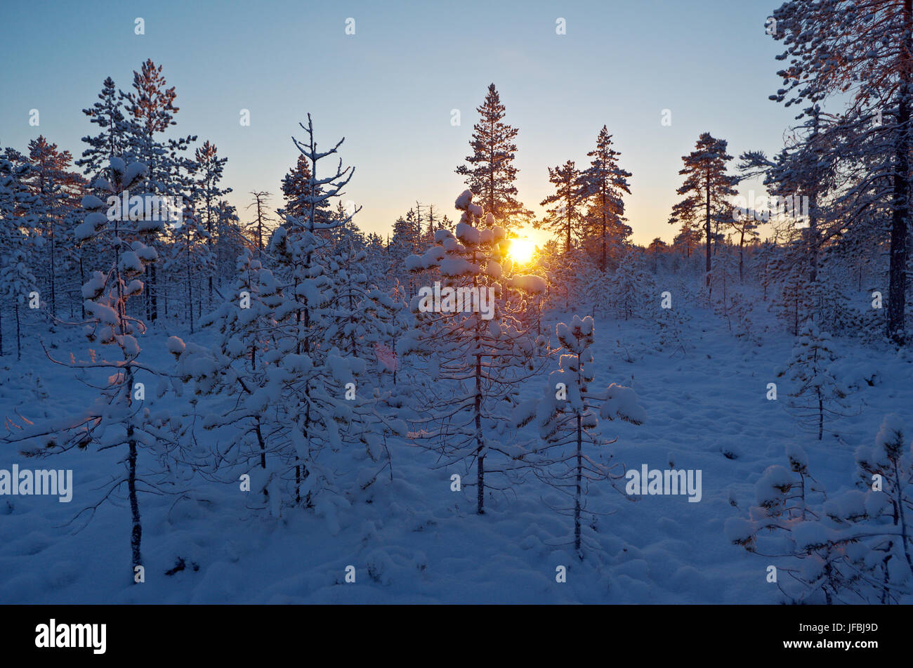 Winter snowy forest at sunset Stock Photo - Alamy