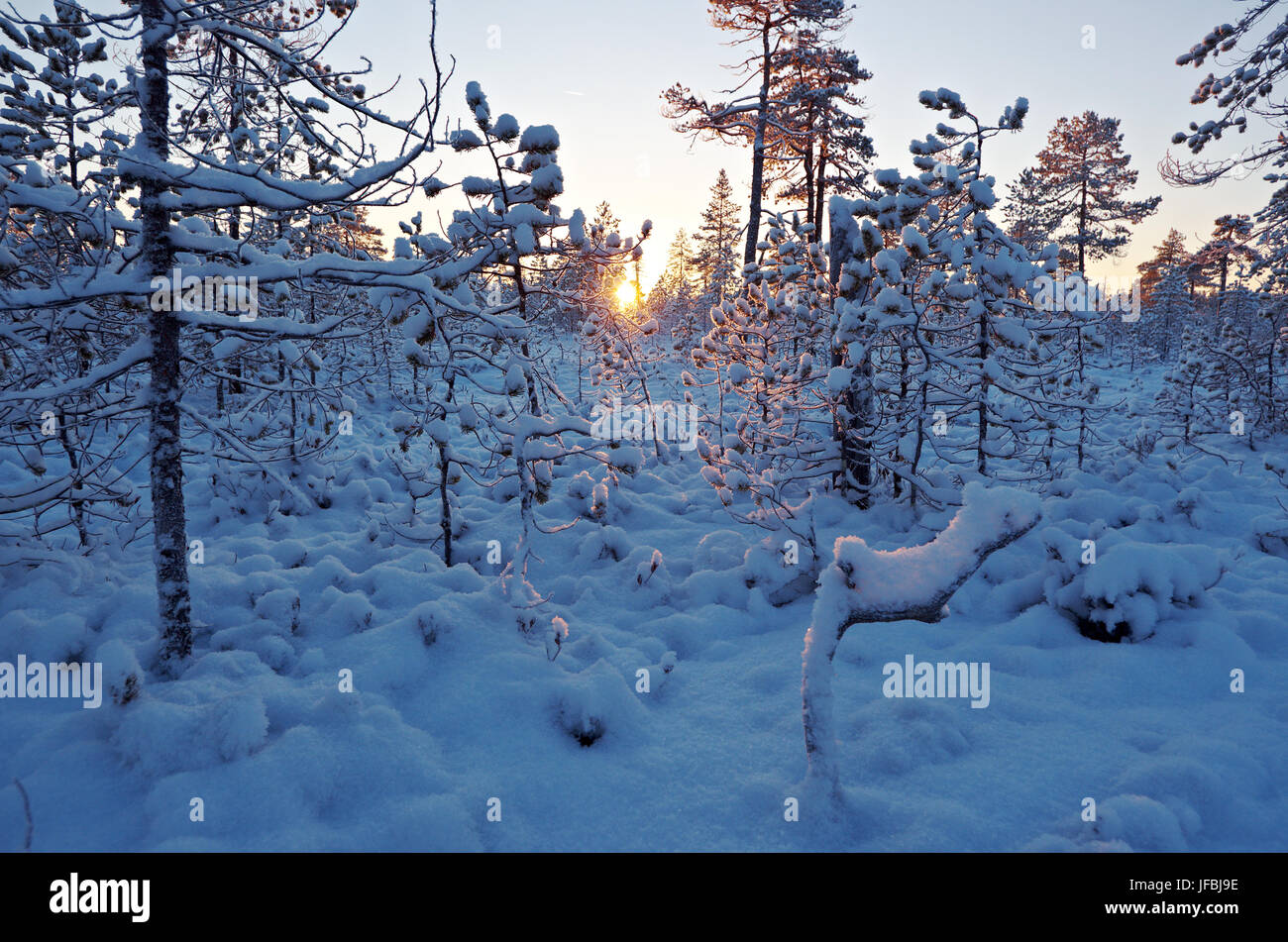 Winter snowy forest at sunset Stock Photo - Alamy