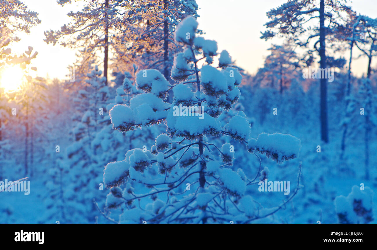 Winter snowy forest at sunset Stock Photo - Alamy