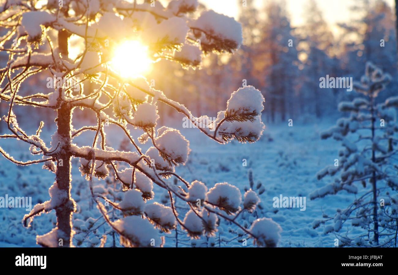 Winter snowy forest at sunset Stock Photo - Alamy