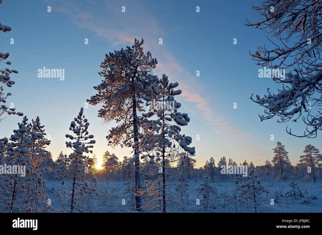 Winter snowy forest at sunset Stock Photo - Alamy