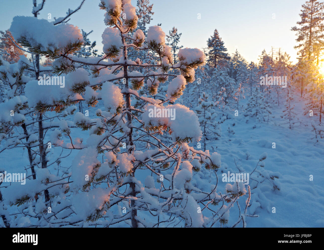 Winter snowy forest at sunset Stock Photo - Alamy