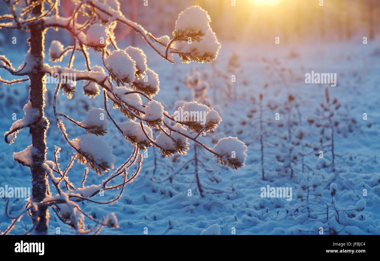Winter snowy forest at sunset Stock Photo - Alamy