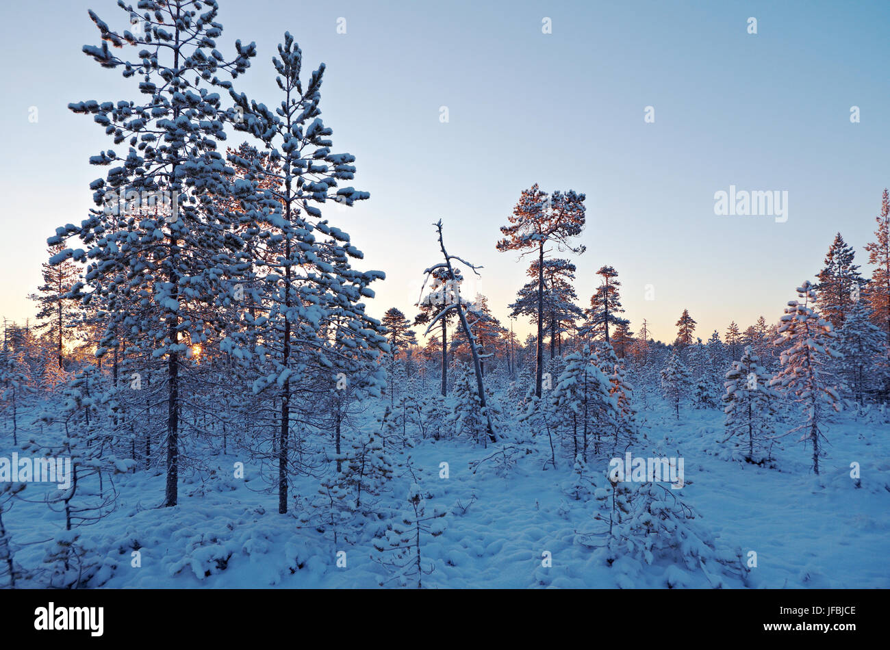 Winter snowy forest at sunset Stock Photo - Alamy