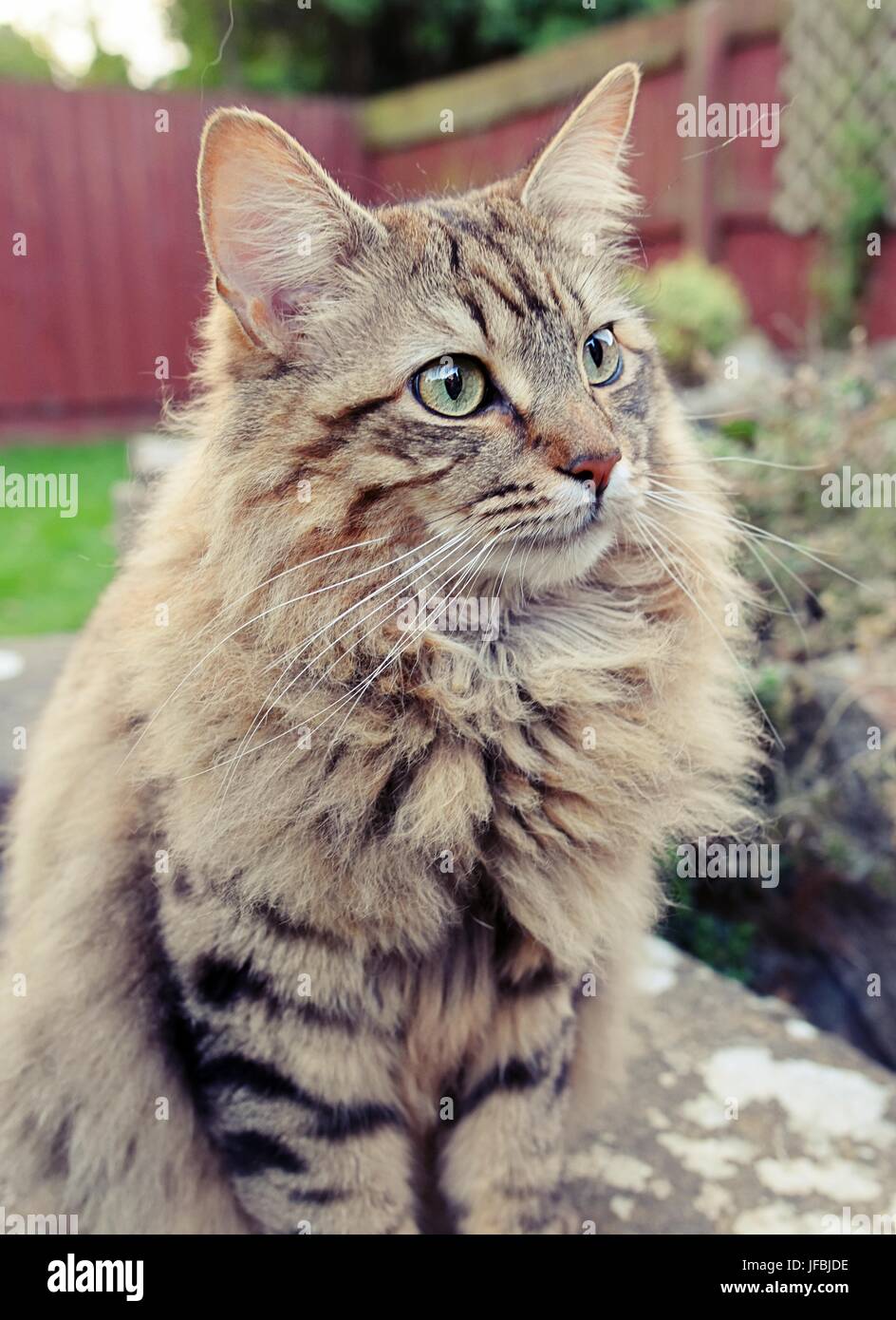 Very Cute Long Haired Tabby Cat Outdoors Stock Photo - Alamy
