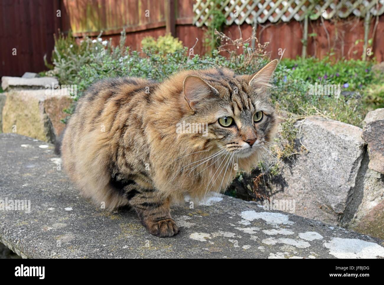 Very Cute Long Haired Tabby Cat Outdoors Stock Photo - Alamy