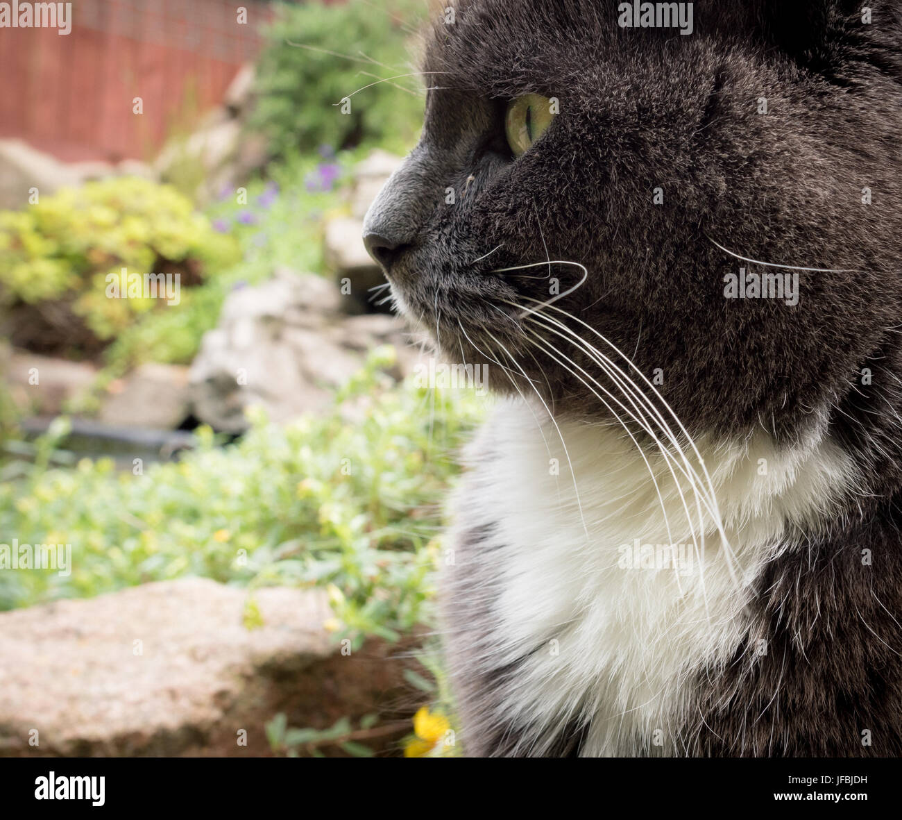 Grey And White Cat Outdoor Portrait Close up Stock Photo - Alamy