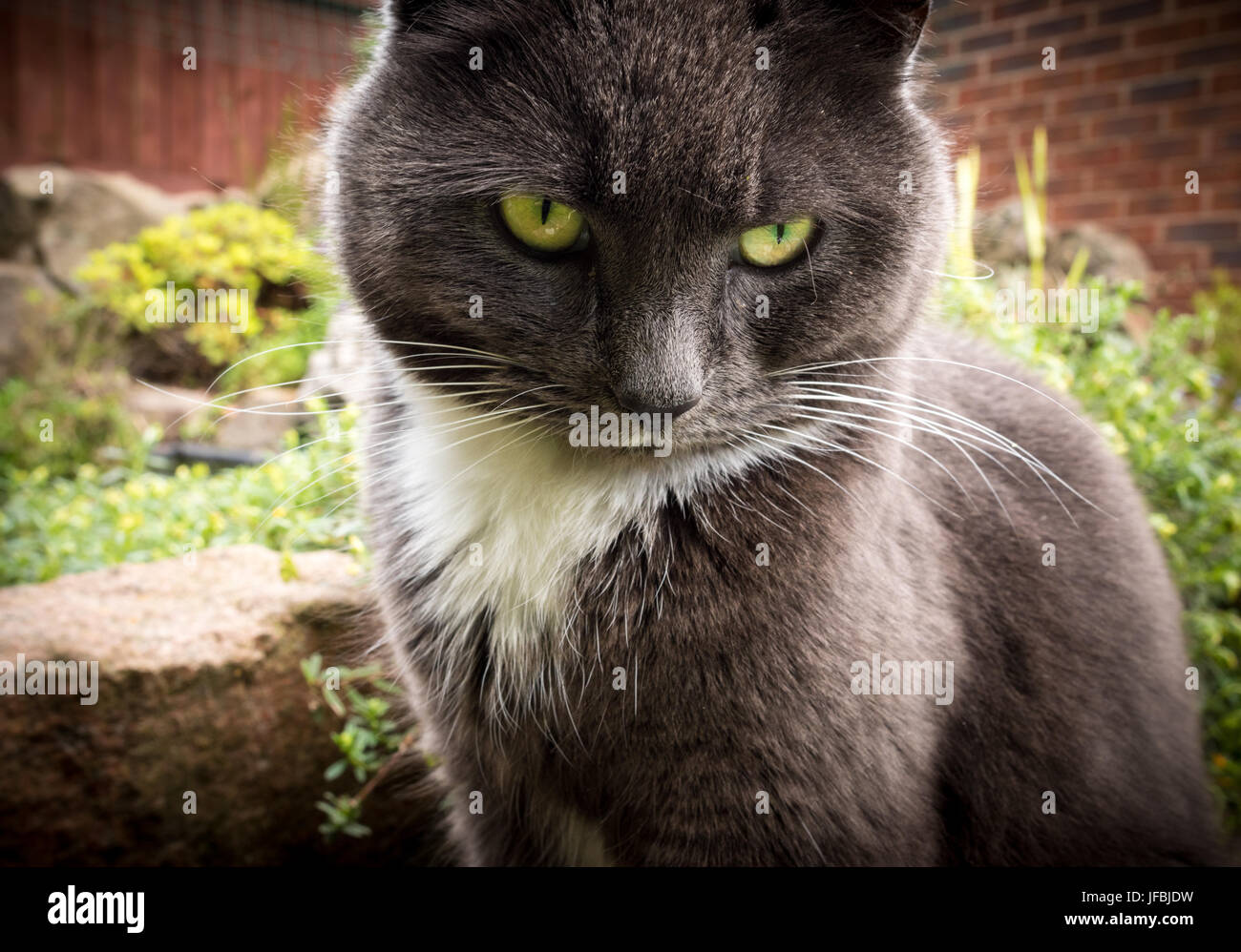 Grey And White Cat Outdoor Portrait Close up Stock Photo - Alamy